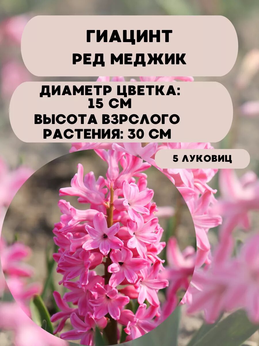 Луковицы гиацинта /Гиацинт махровый