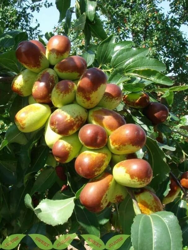 Семена Китайский Финик(Унаби Настоящий), 3 штук
