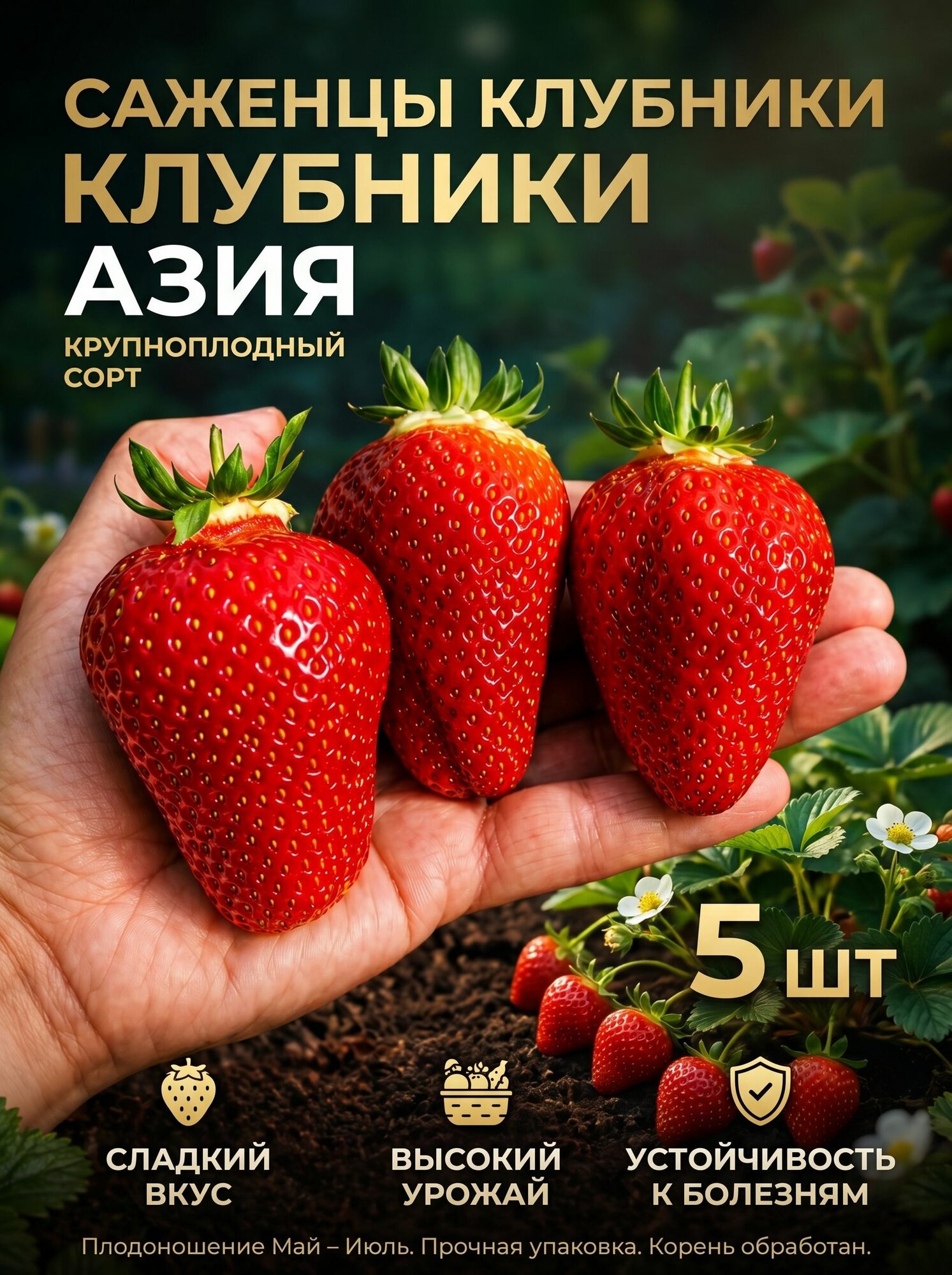 Саженцы клубники азия ремантантная 5-шт