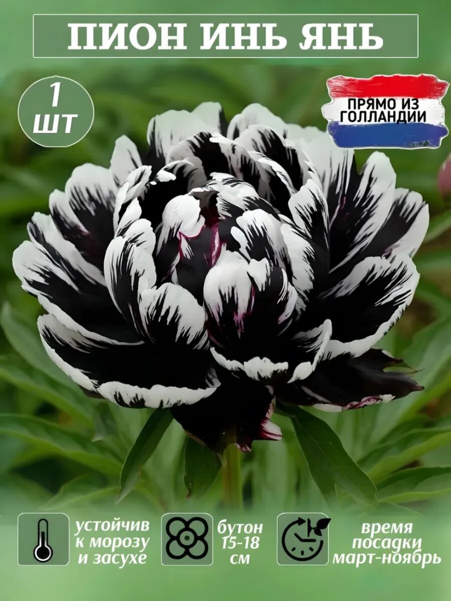 Пион инь янь