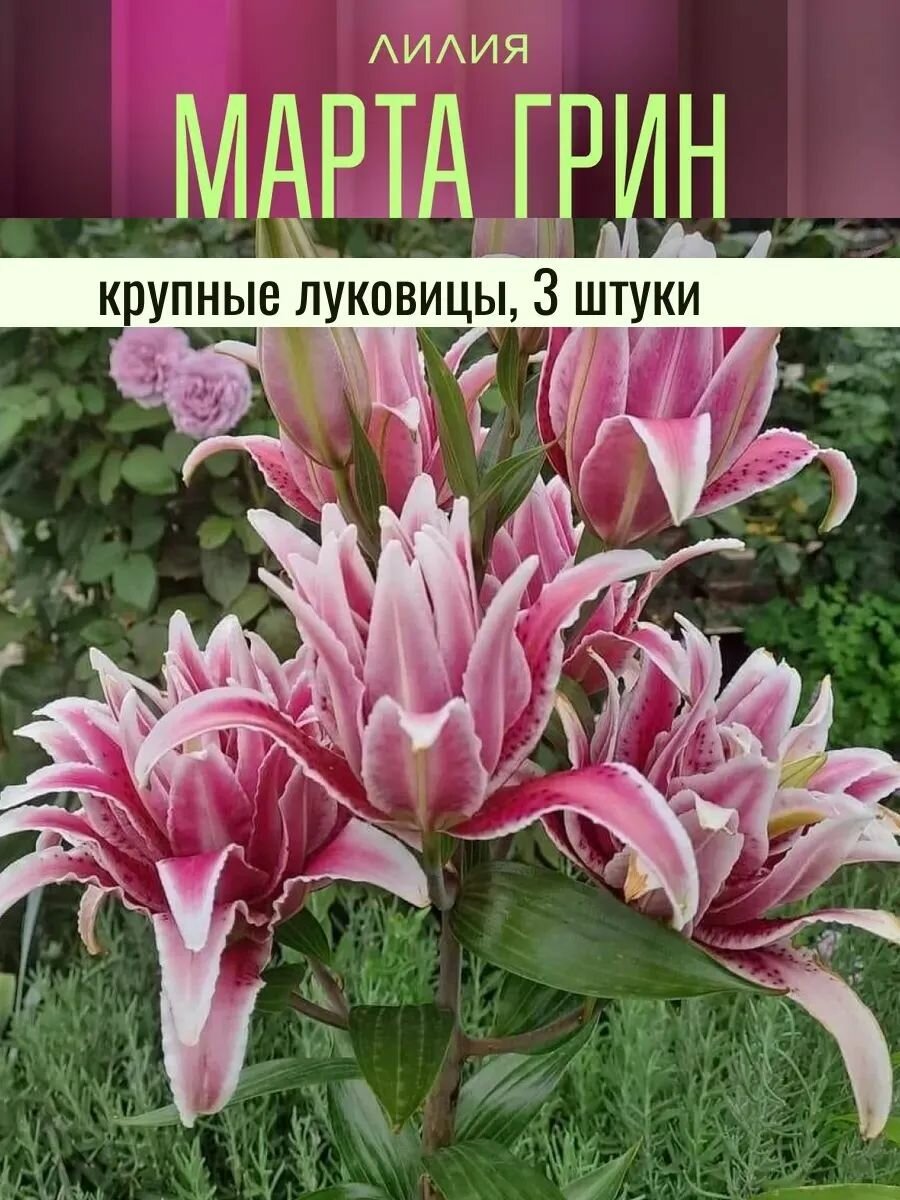 Лилия луковицы, многолетние цветы для посадки,3 штуки
