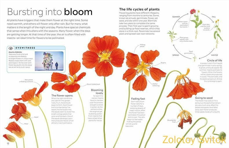 Книга "DK Eyewitness Plants", 2025, мягкая обложка, английский язык — фото 1