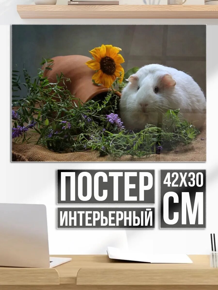 Плакат постер Морская свинка и цветок