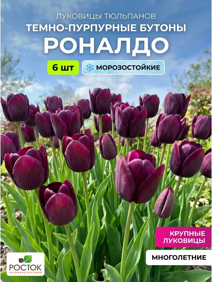 Луковицы тюльпанов Роналдо