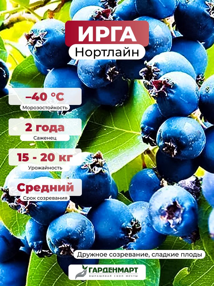 Саженец Ирга Нортлайн