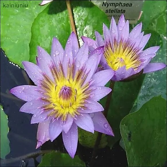 Нимфея стеллата (Звездный лотос) - 1 клубень. Живое прудовое и аквариумное растение