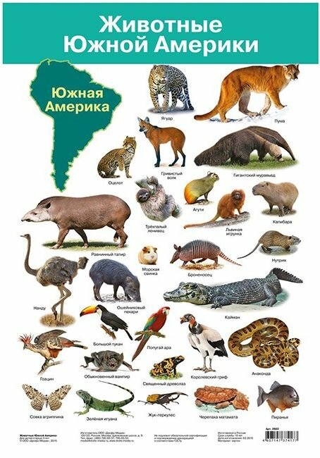 Плакат "Животные Южной Америки", наглядный материал для детей, обучающее пособие для дошкольников и школьников, учим животных, расширяем кругозор