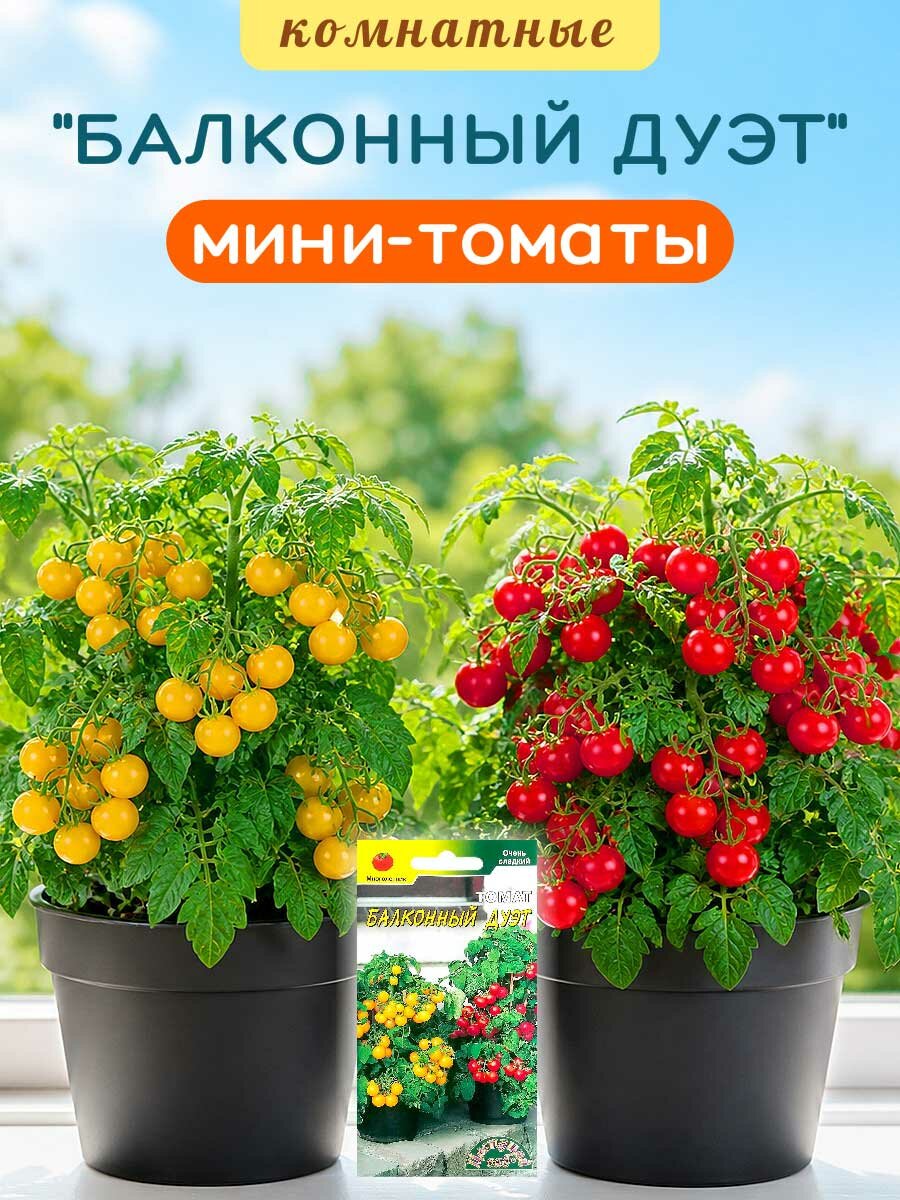 Семена томатов «Балконный дуэт» для комнатного выращивания и балкона – низкорослые для горшков