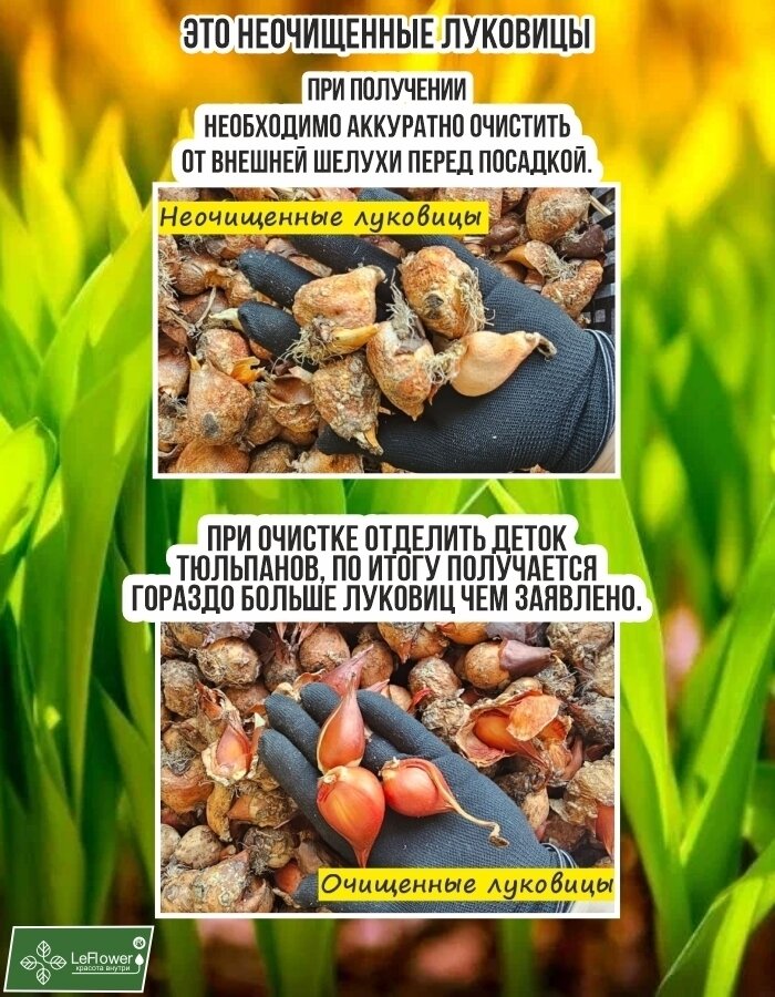 Тюльпан LeFlower Парадеро, луковицы, многолетние, высота 50см, цвет сиреневый — фото 1