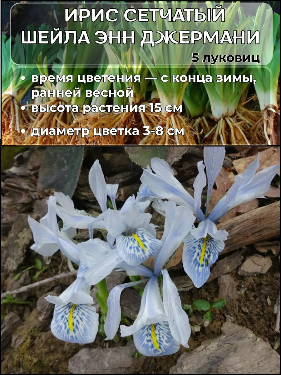 Ирис луковичный, луковицы 5 штук