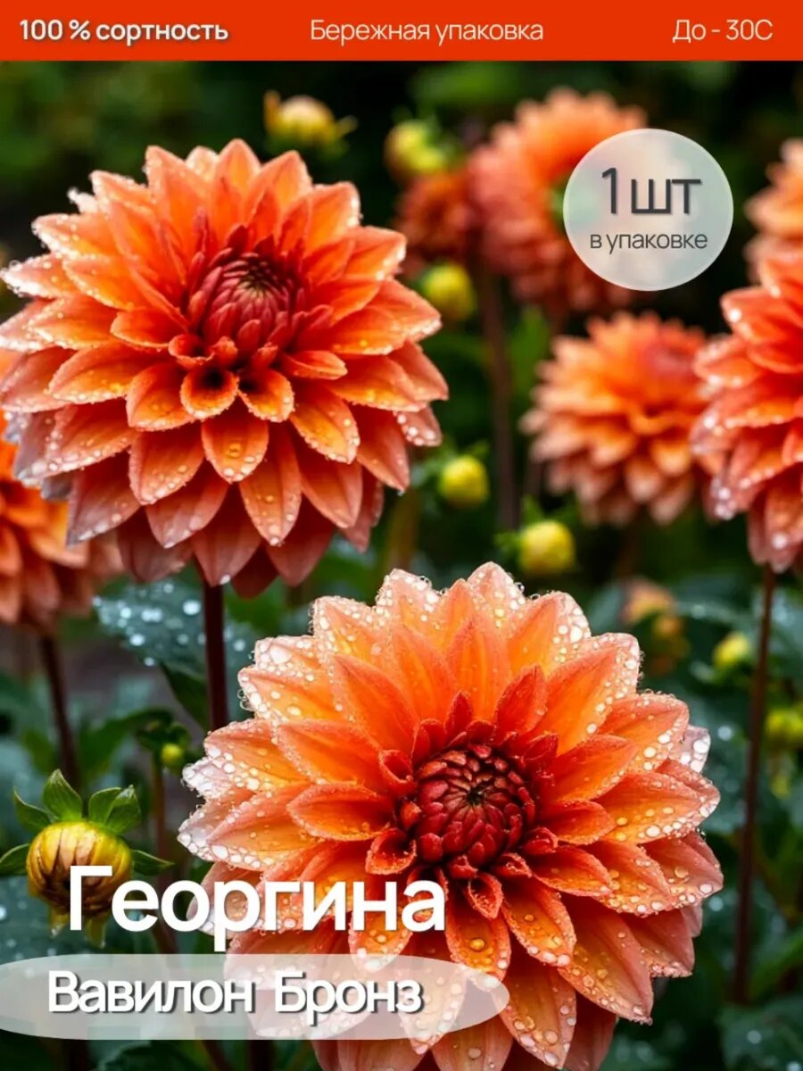 Георгины клубни многолетние Вавилон бронз