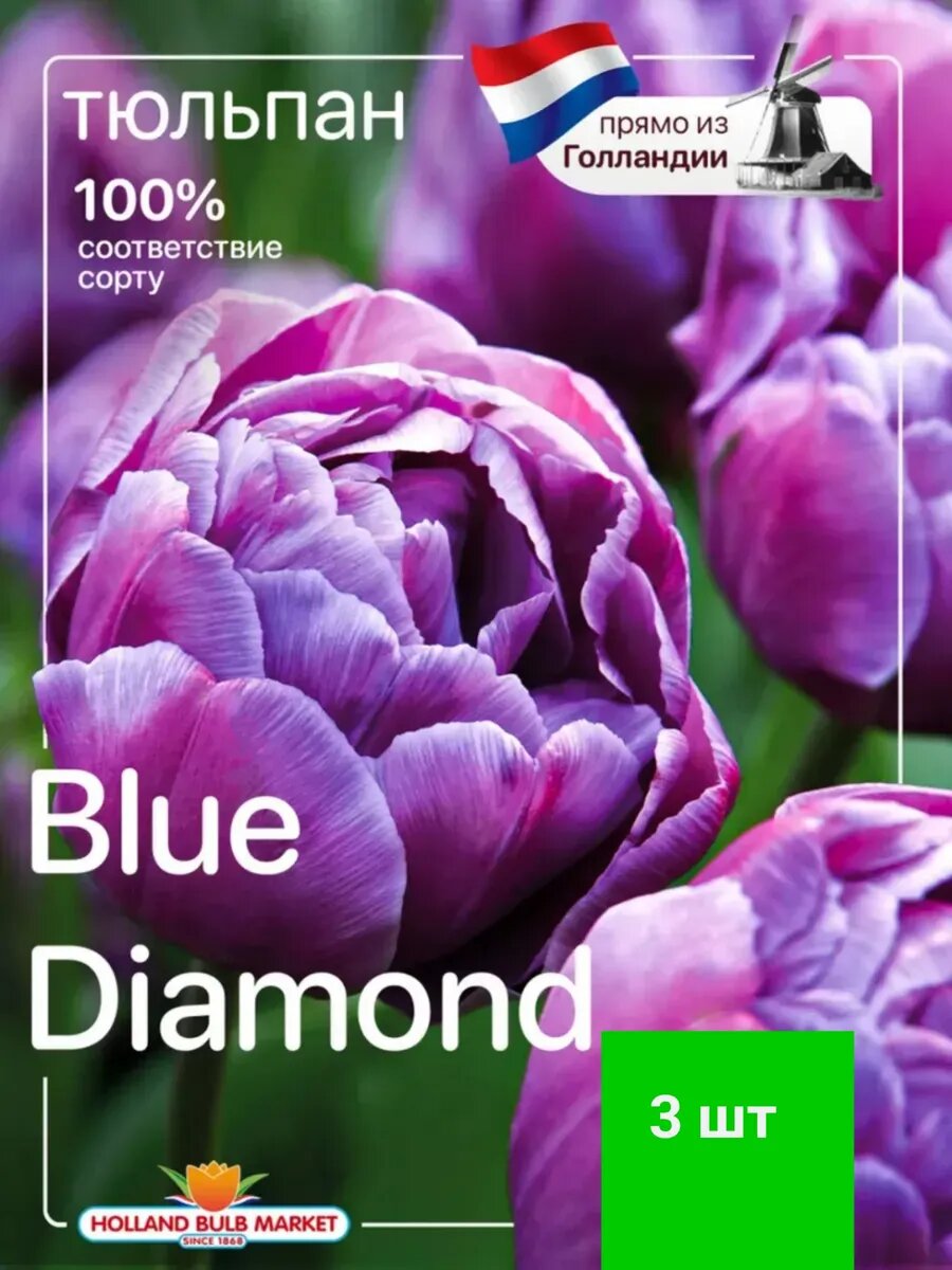Тюльпан Niue Diamond