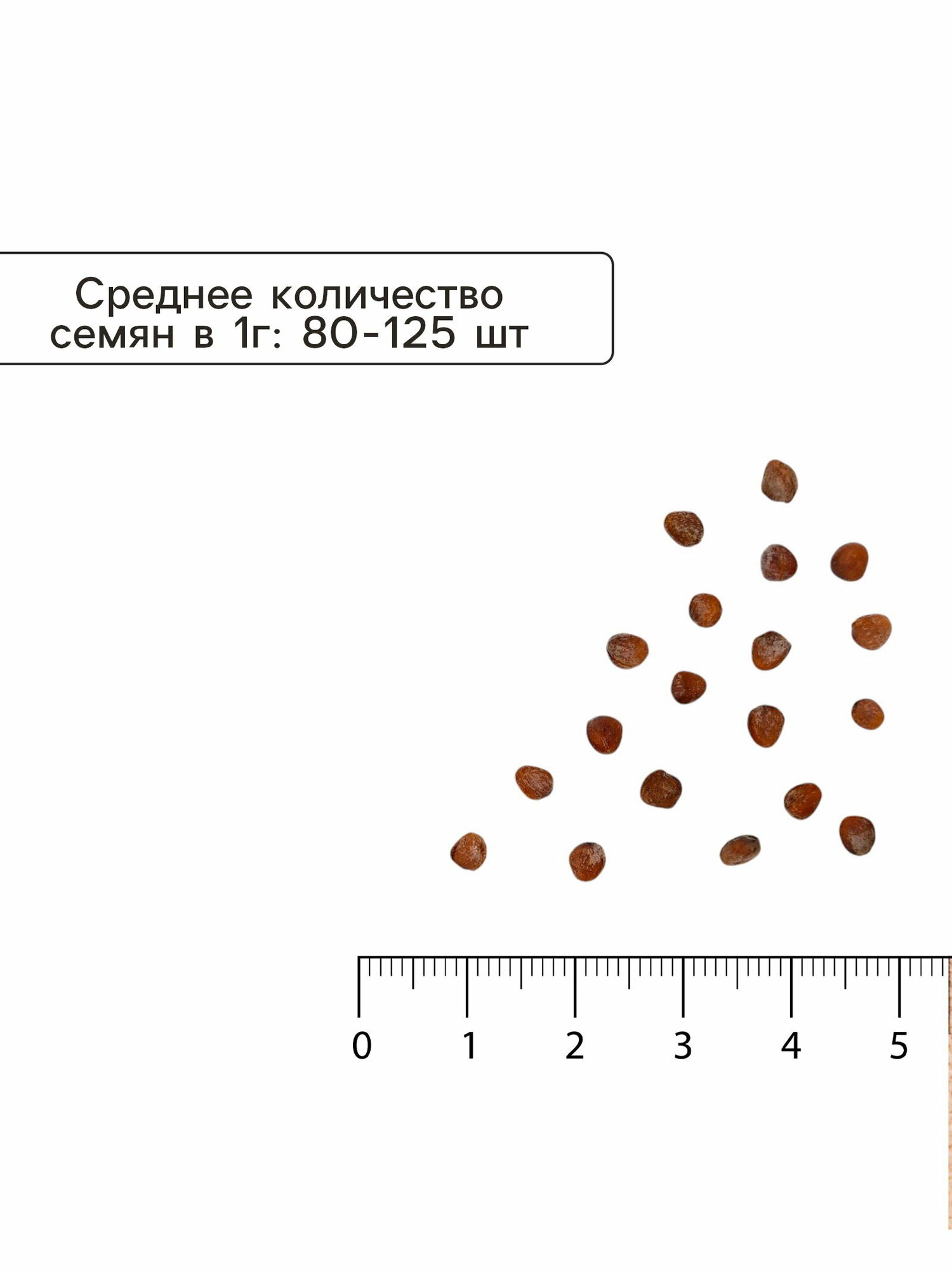 Семена Редис Ранний, красный, ц/п, 2 г серия ХИТ х3, посев (посадка) в грунт: август, 4 шт.