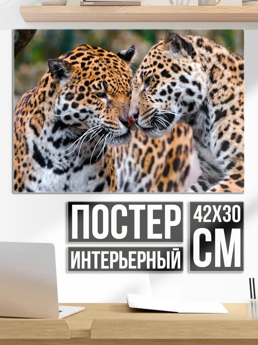 Плакат постер Две ягуара в лесу