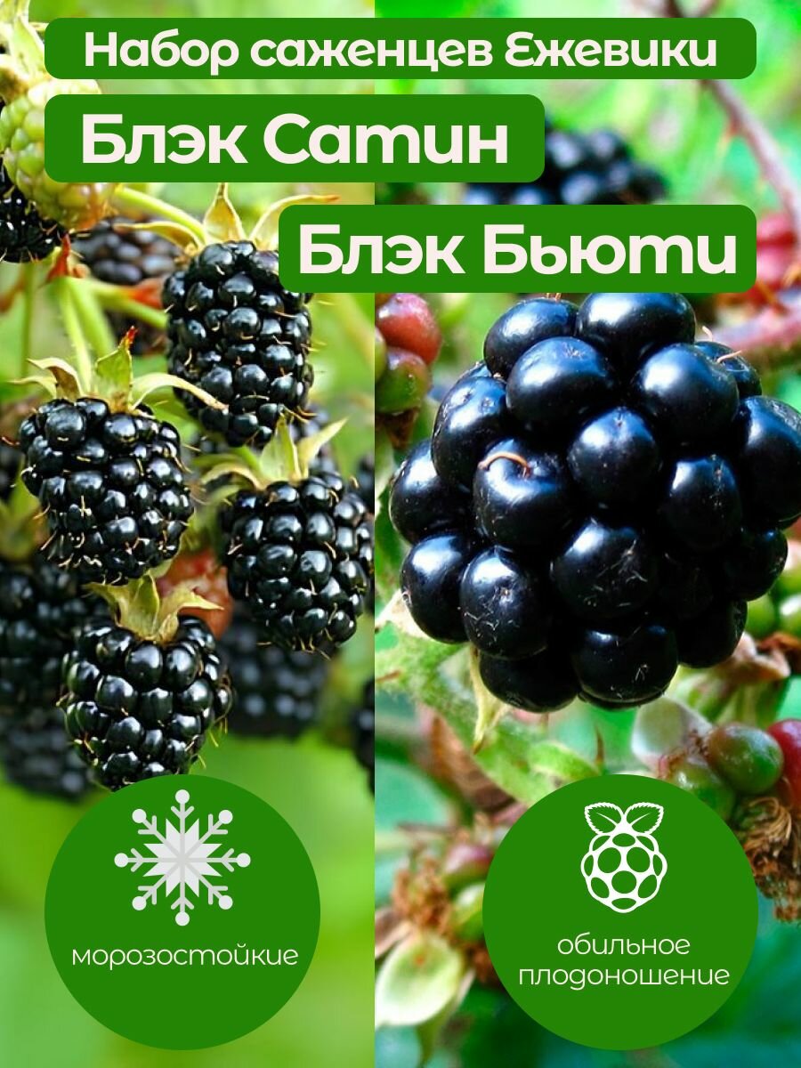 Набор ежевики Блэк Сатин и Блэк Бьюти