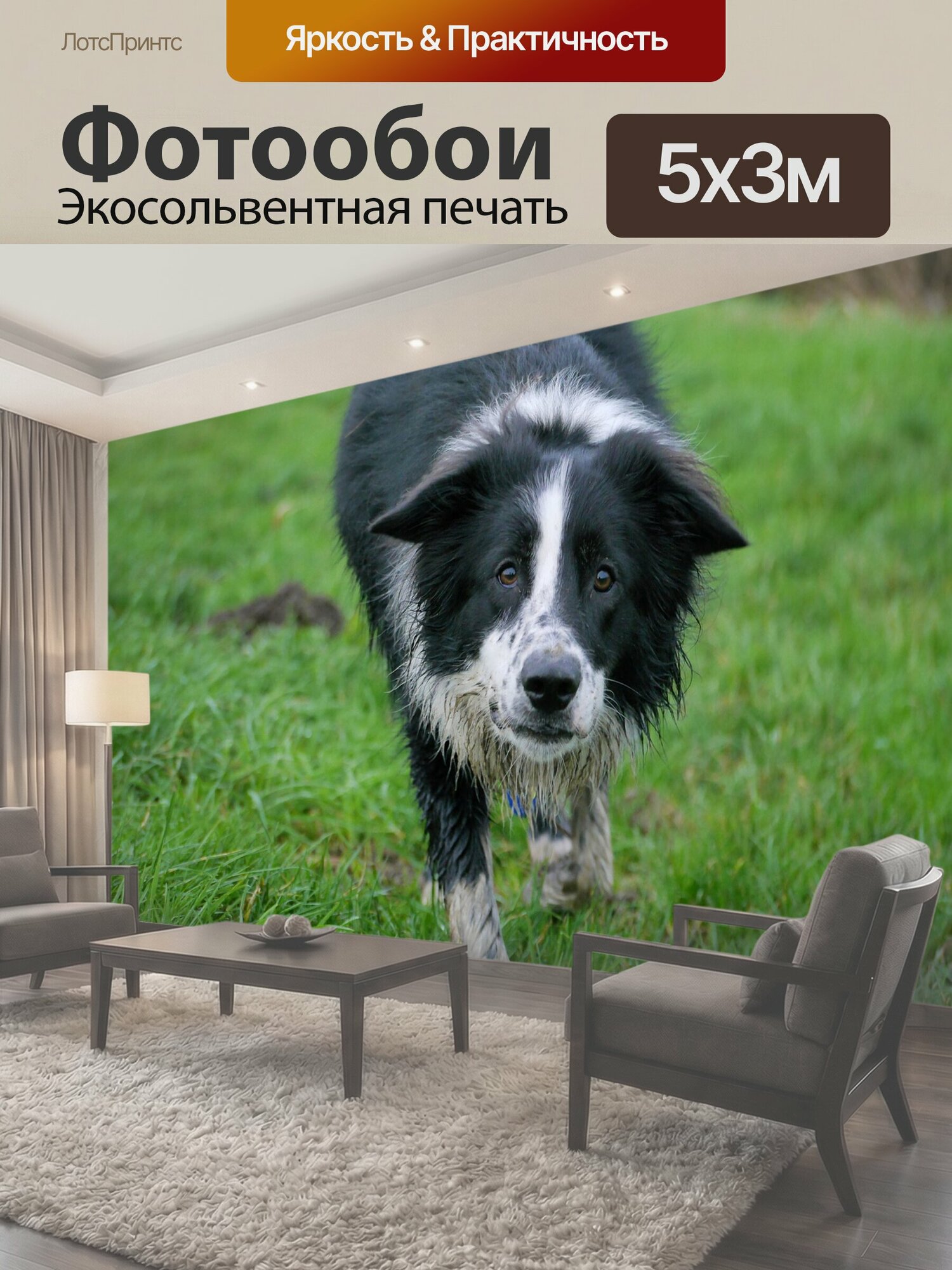 Фотообои "Бордер-колли, собака, колли" 500x300 см. экосольвентная печать