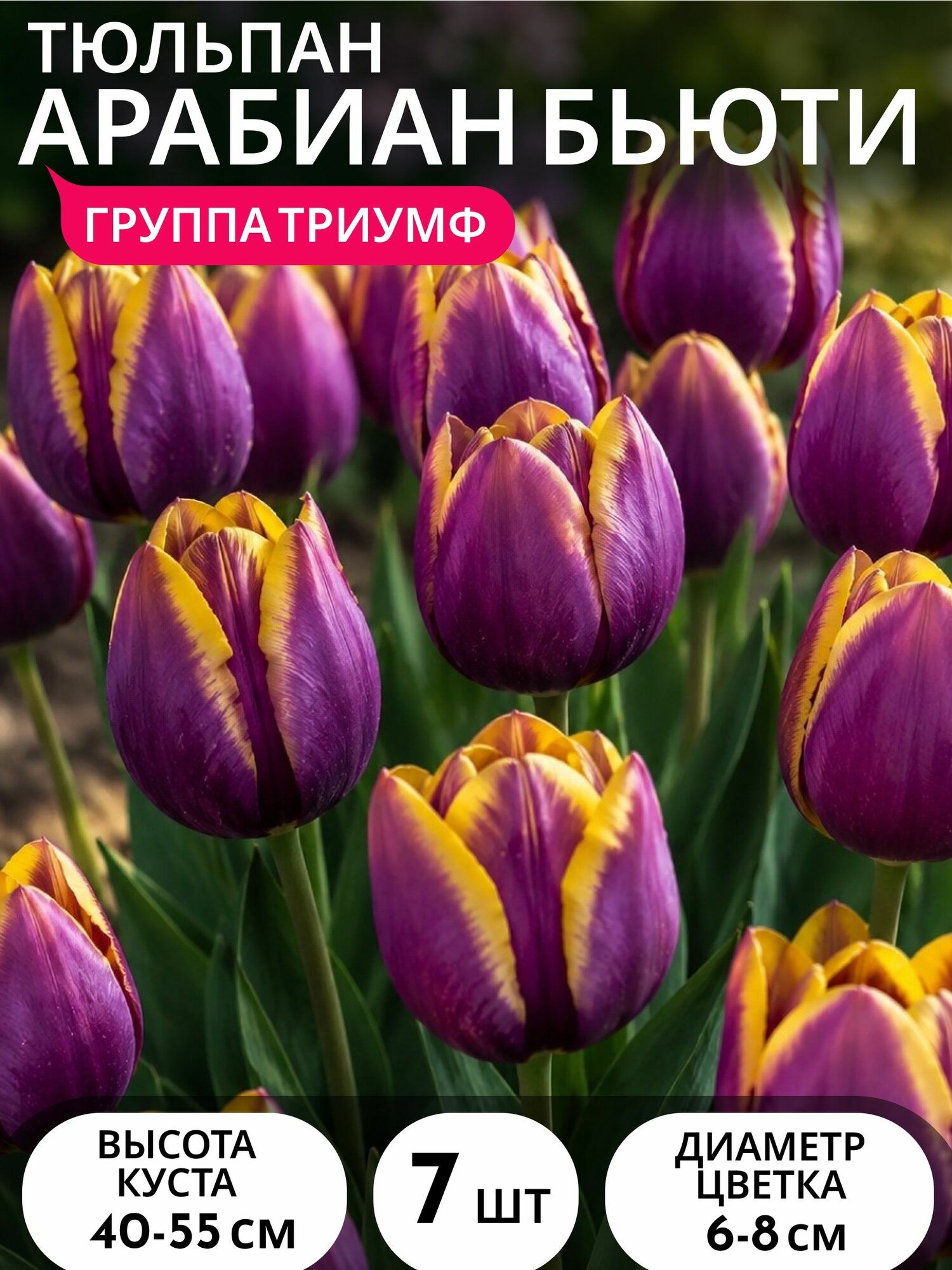 Тюльпаны триумф многолетние луковицы сорта "Арабиан Бьюти" 7 шт