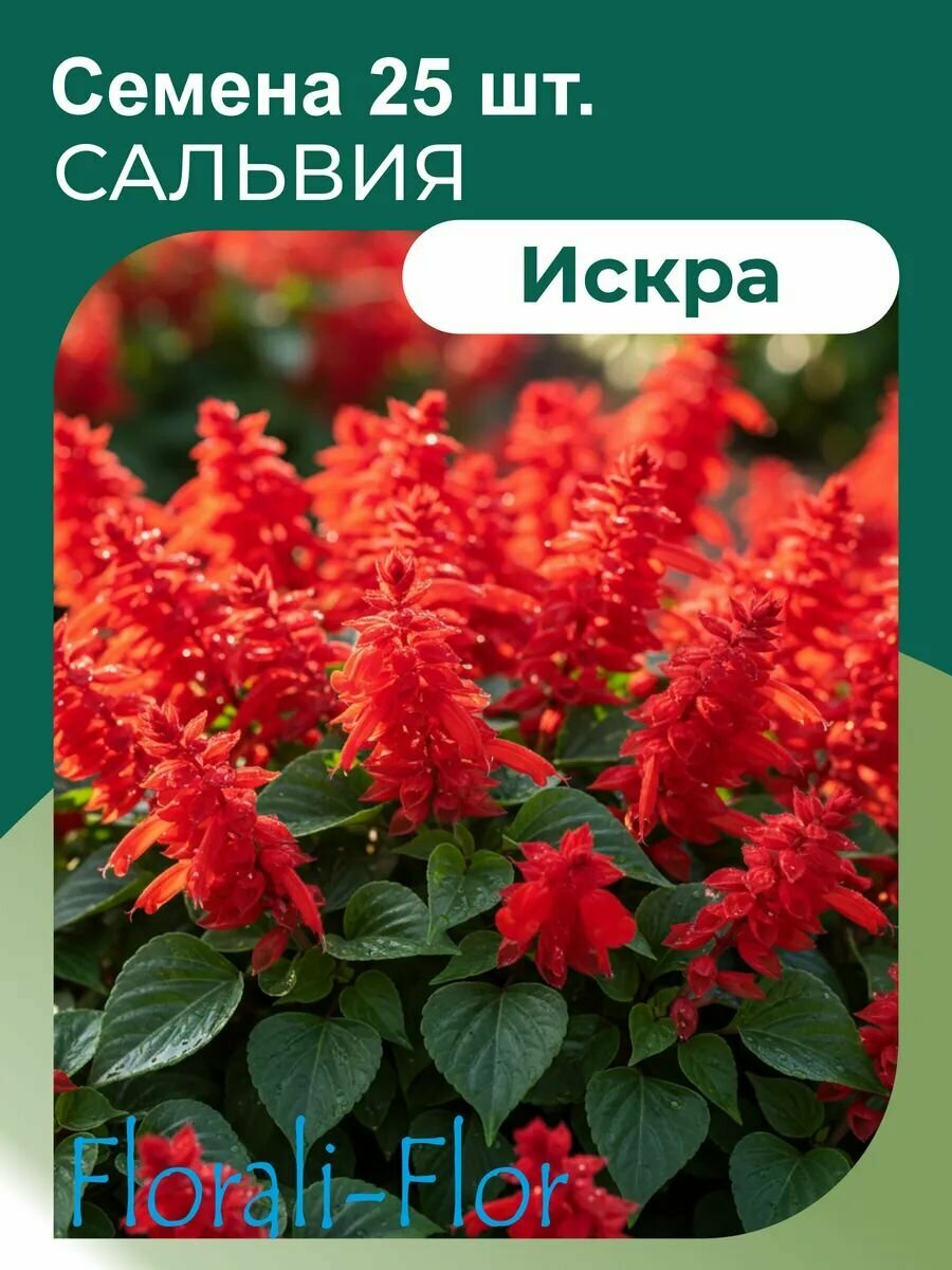 Сальвия Семена