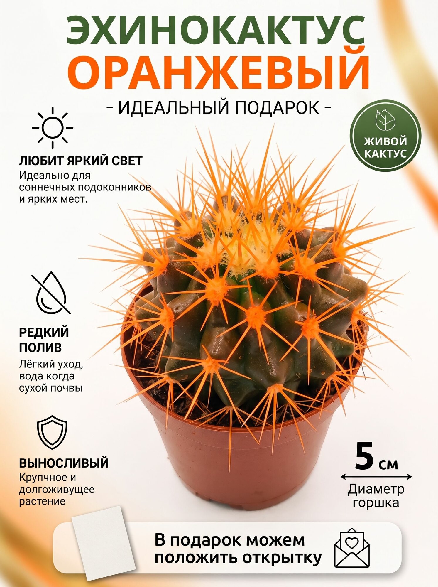 Эхинокактус Грузони Оранжевый, кактус живой, D-5 и удобрение