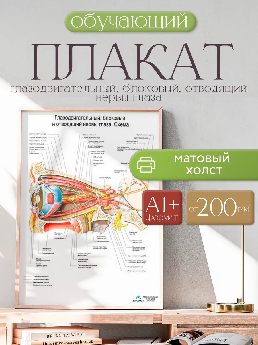 Глазодвигательный, блоковый, отводящий нервы глаза. Схема, плакат, матовый холст от 200 г/кв. м, размер A1+