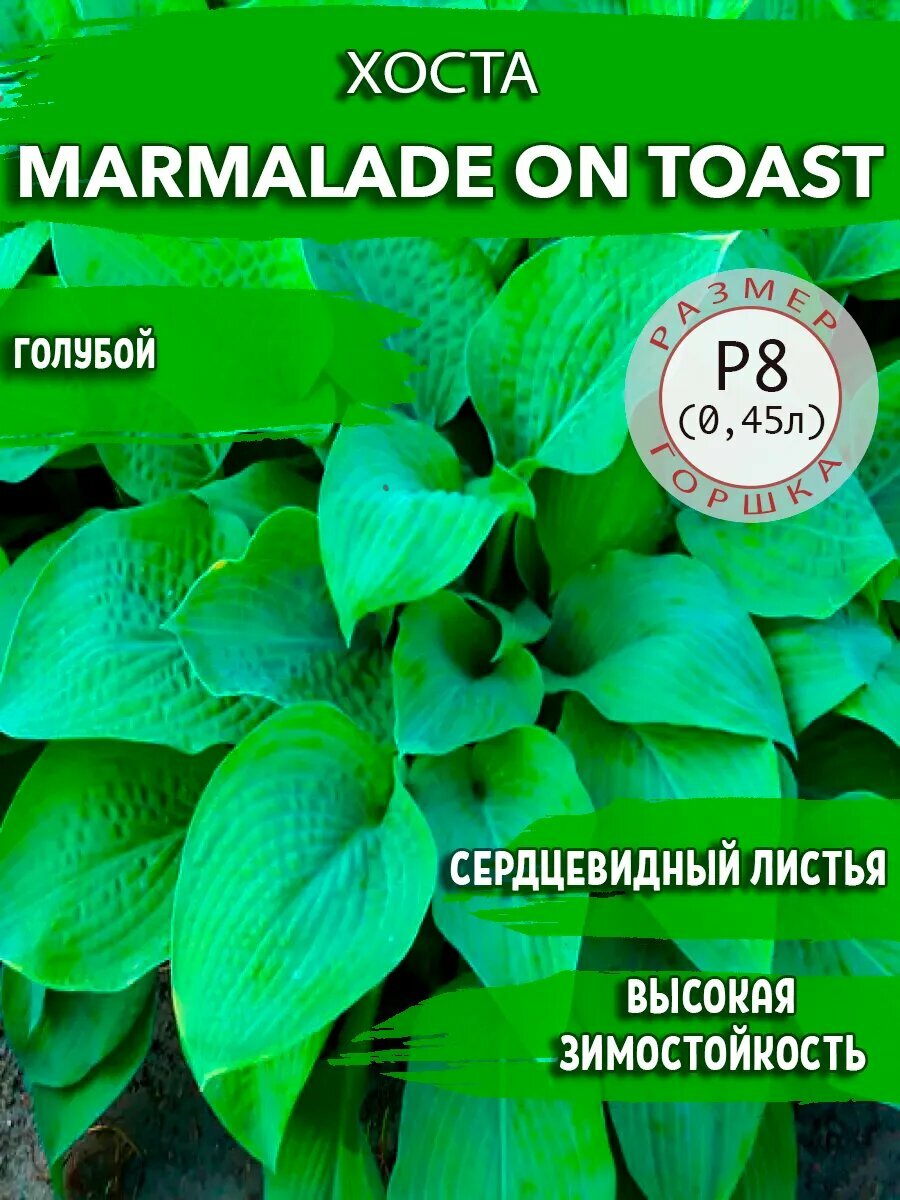 Хоста Marmalade on Toast