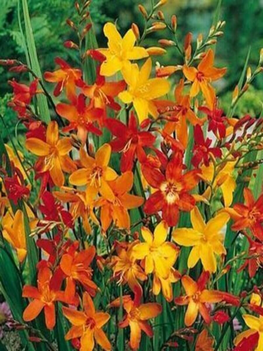 Крокосмия Holland Bulb Market, 5шт, многолетник, засухоустойчивая, высота 70см — фото 1