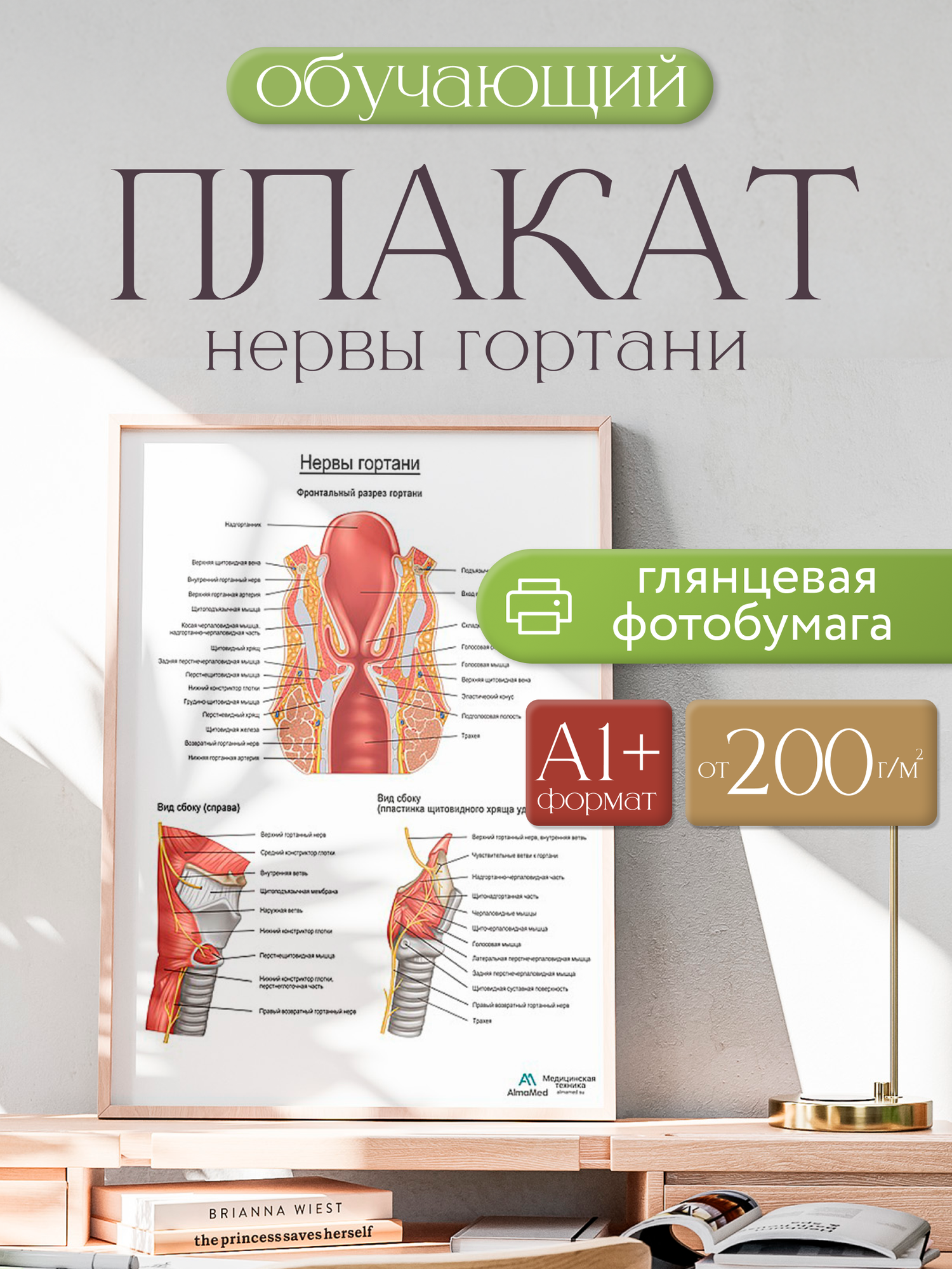 Обучающий плакат "Нервы гортани", размер А1+, глянцевая фотобумага от 200г/м2