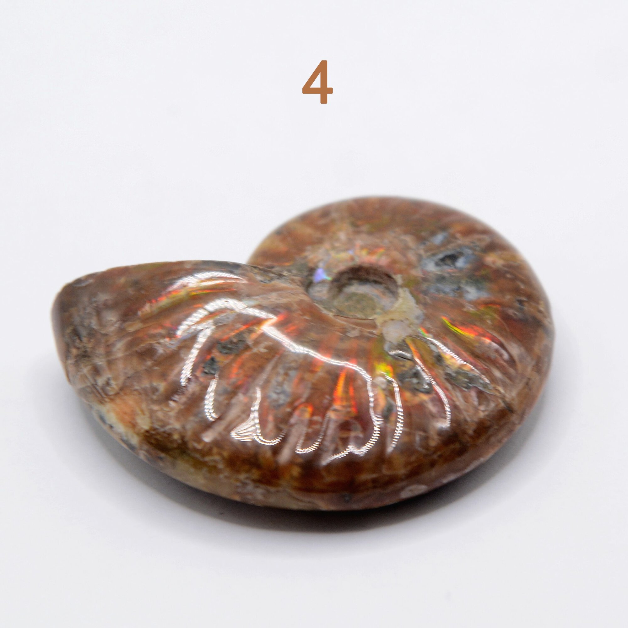 Аммонит: Cleoniceras fire (Мадагаскар) 60 г.