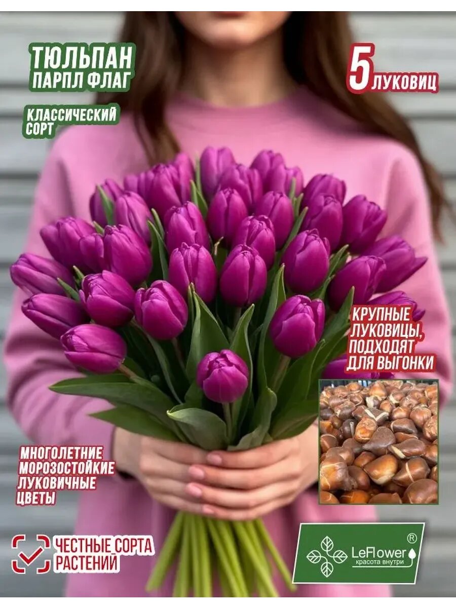 Тюльпан Луковица, Пурпл Флаг 5 шт, крупные