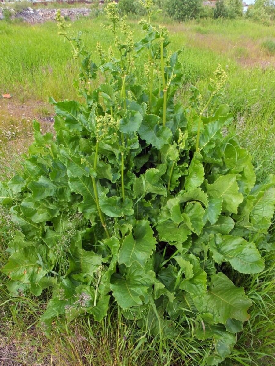Семена Щавель конский (Rumex confertus), 40 штук