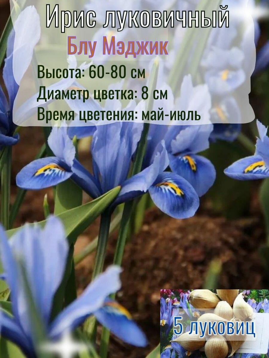 Ирис луковичный, многолетний 5 штук
