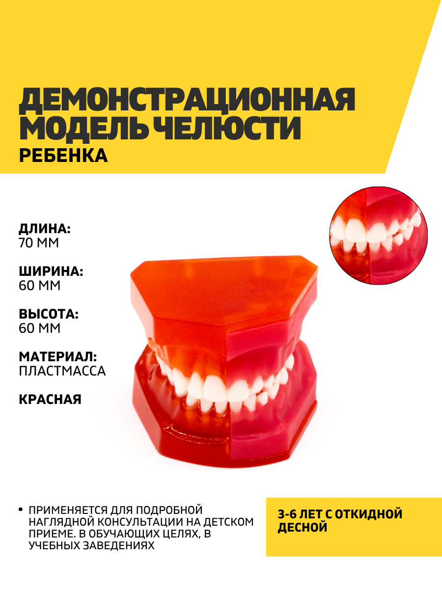 Демонстрационная модель челюсти ребенка 3-6 лет с откидной десной, красная