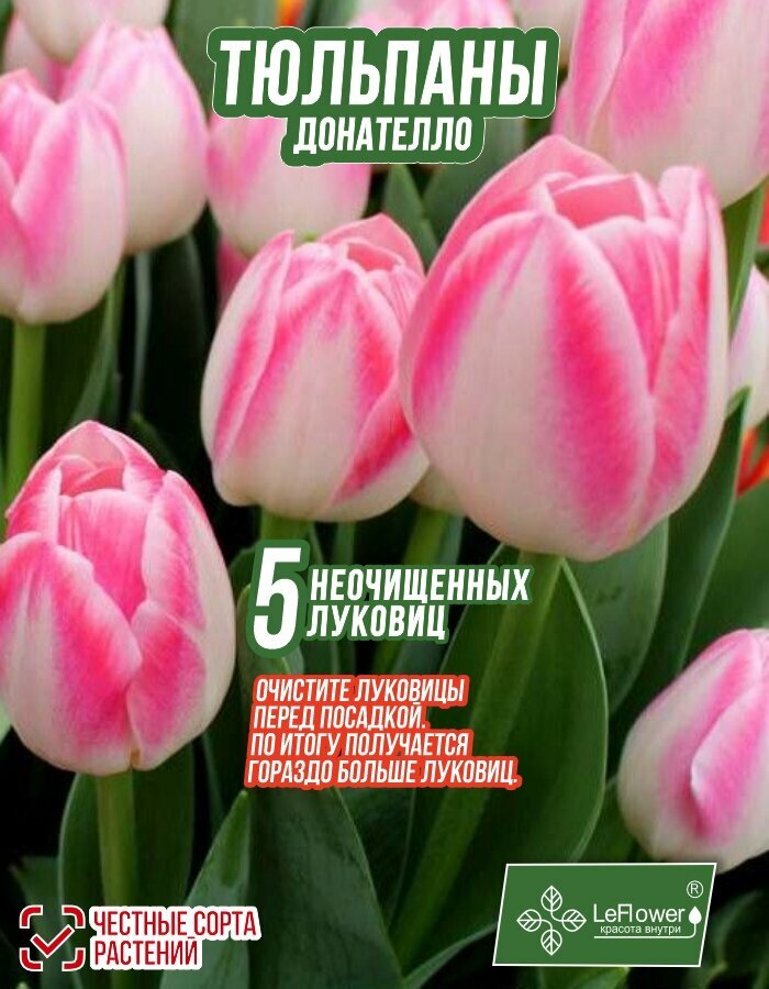 Тюльпан Луковица, Донателло, 5+ шт