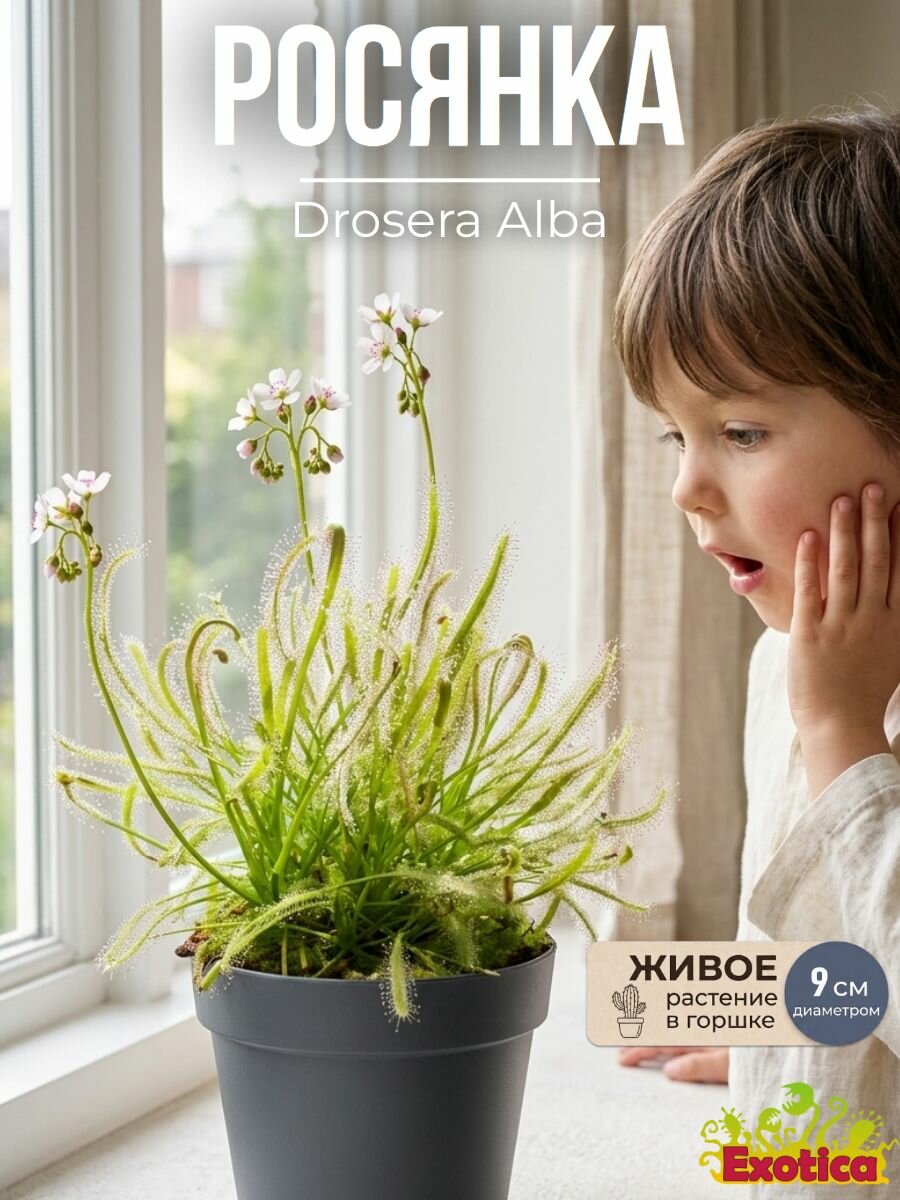 Росянка Альба (Drosera Alba) D9см, живое растение