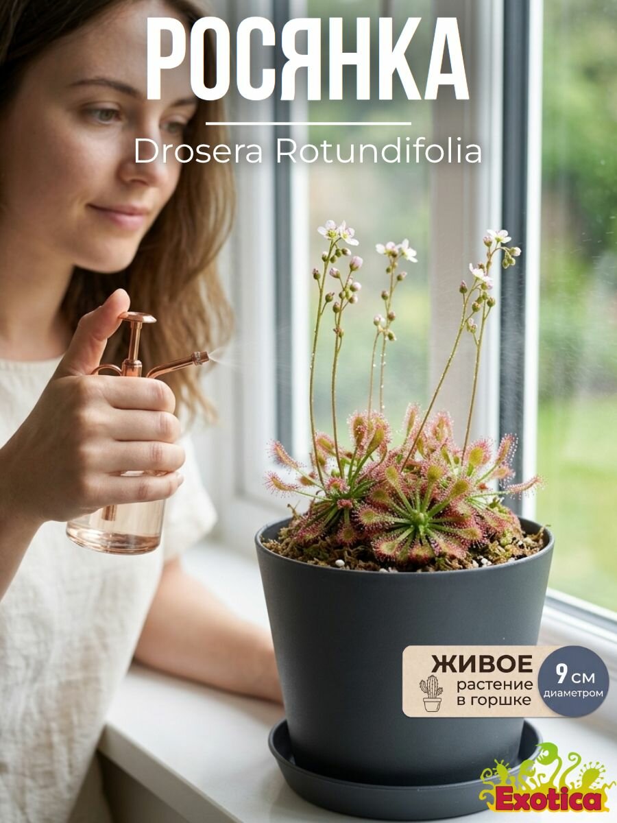 Росянка круглолистная (лат. Drosera Rotundifolia) D9см, хищное растение