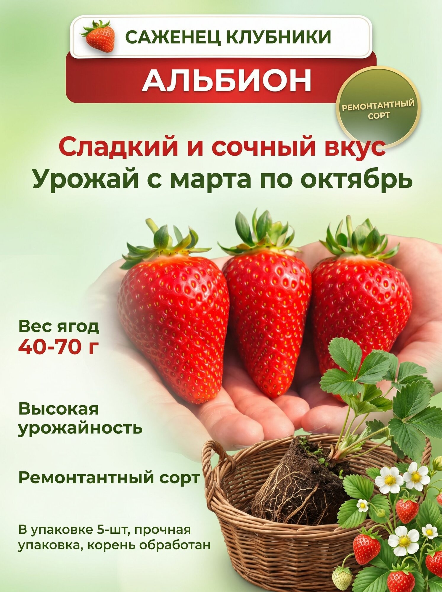 Саженцы клубники Альбион ремантантний сорт 5-шт
