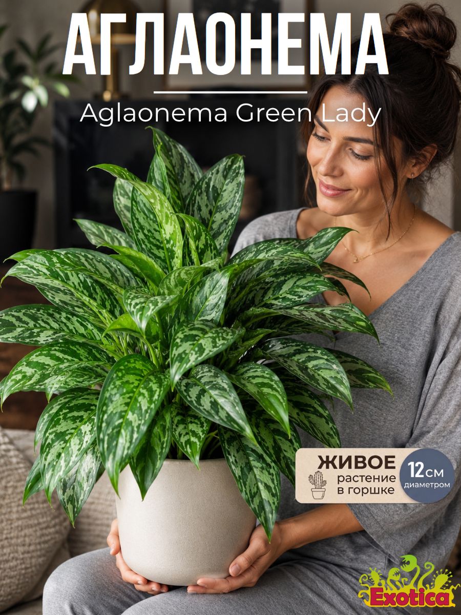 Аглаонема Грин Леди (Aglaonema Green Lady) D12см, живой цветок