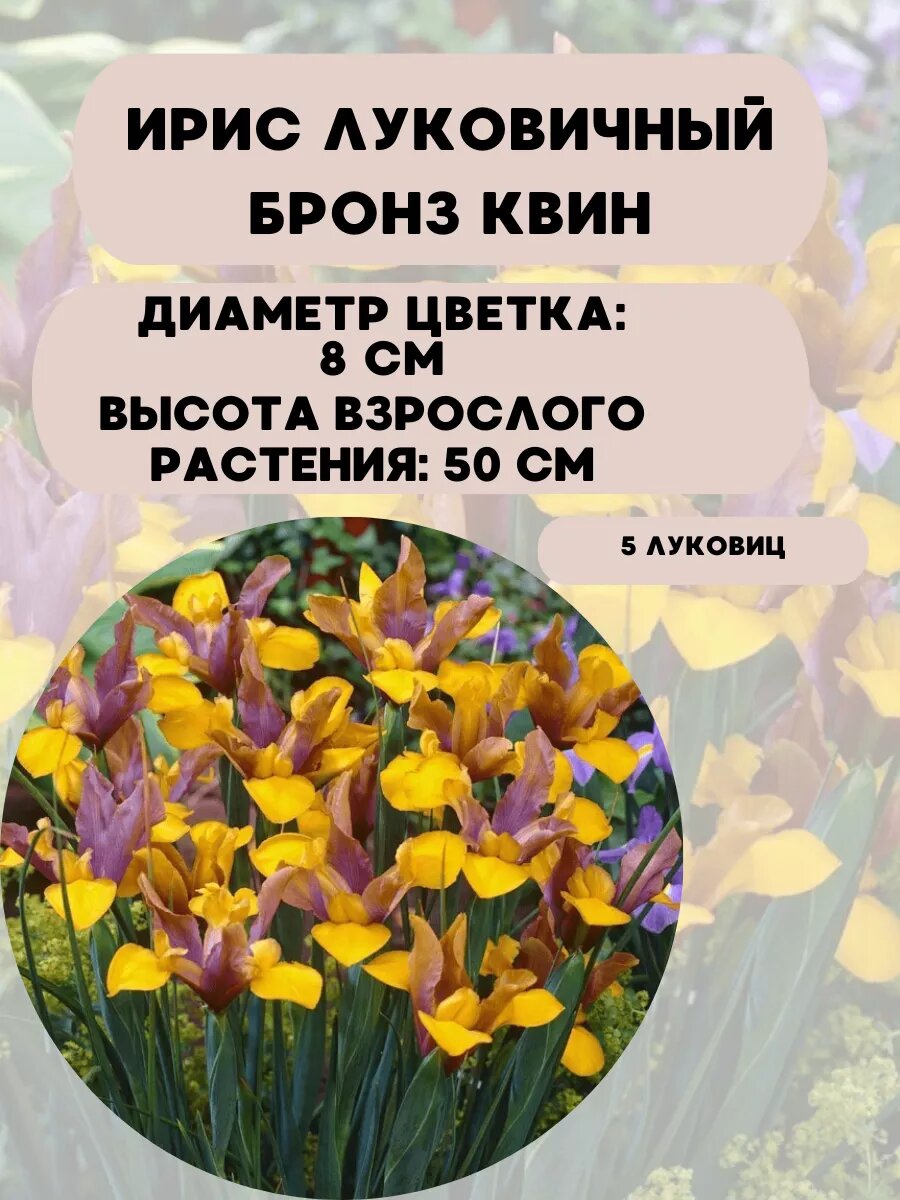 Ирис луковичный/Ирис цветок
