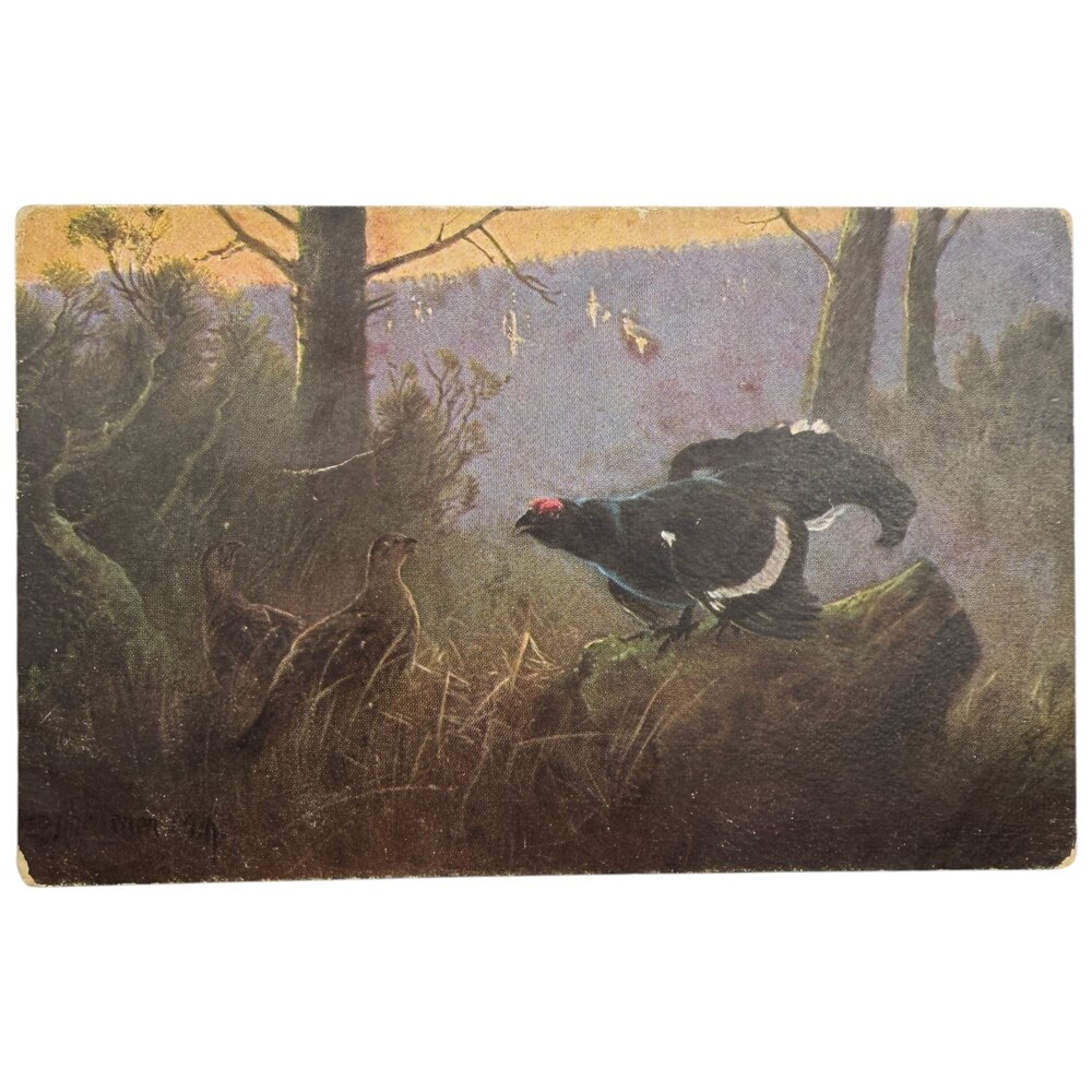 Почтовая открытка "Токующий тетерев" 1905-1917 гг. Германская Империя