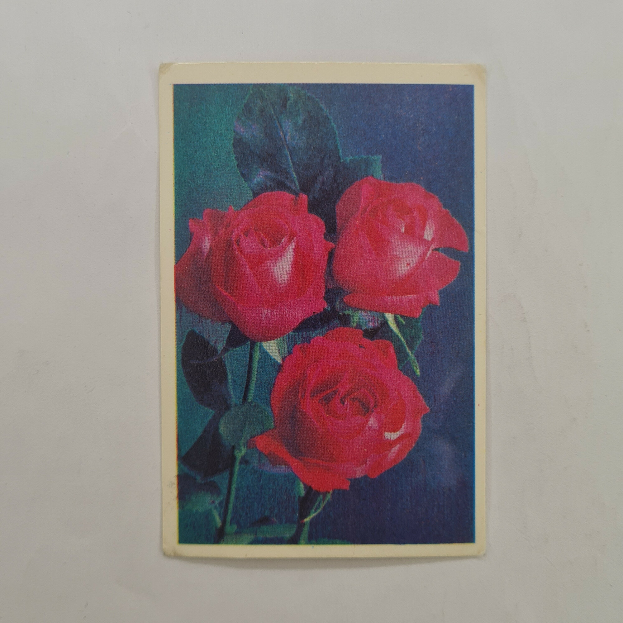 Карманный календарик 1987. Красивые розы на фоне. Цветы и природа, советский календарь