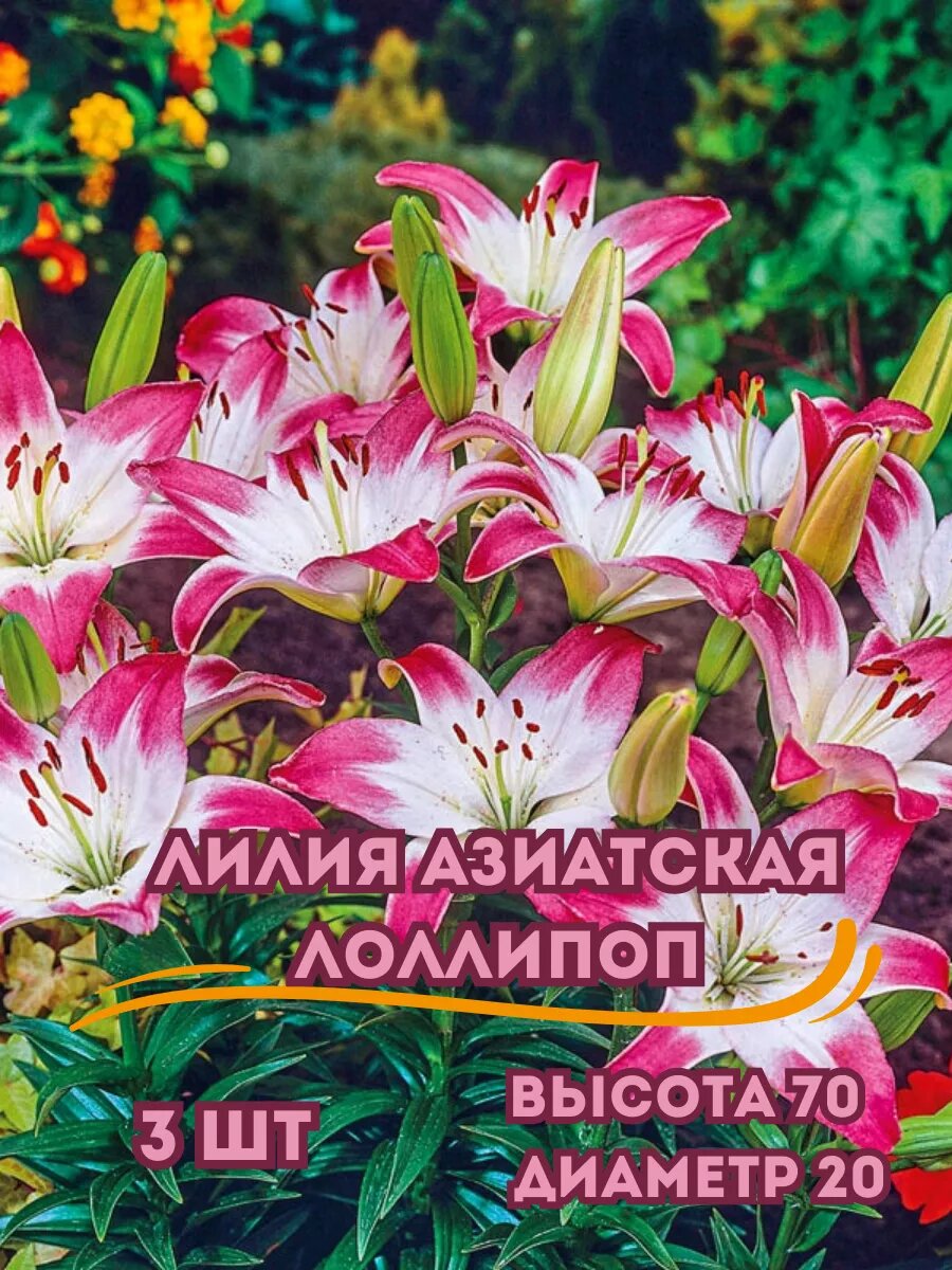 Лилия мартагон луковицы