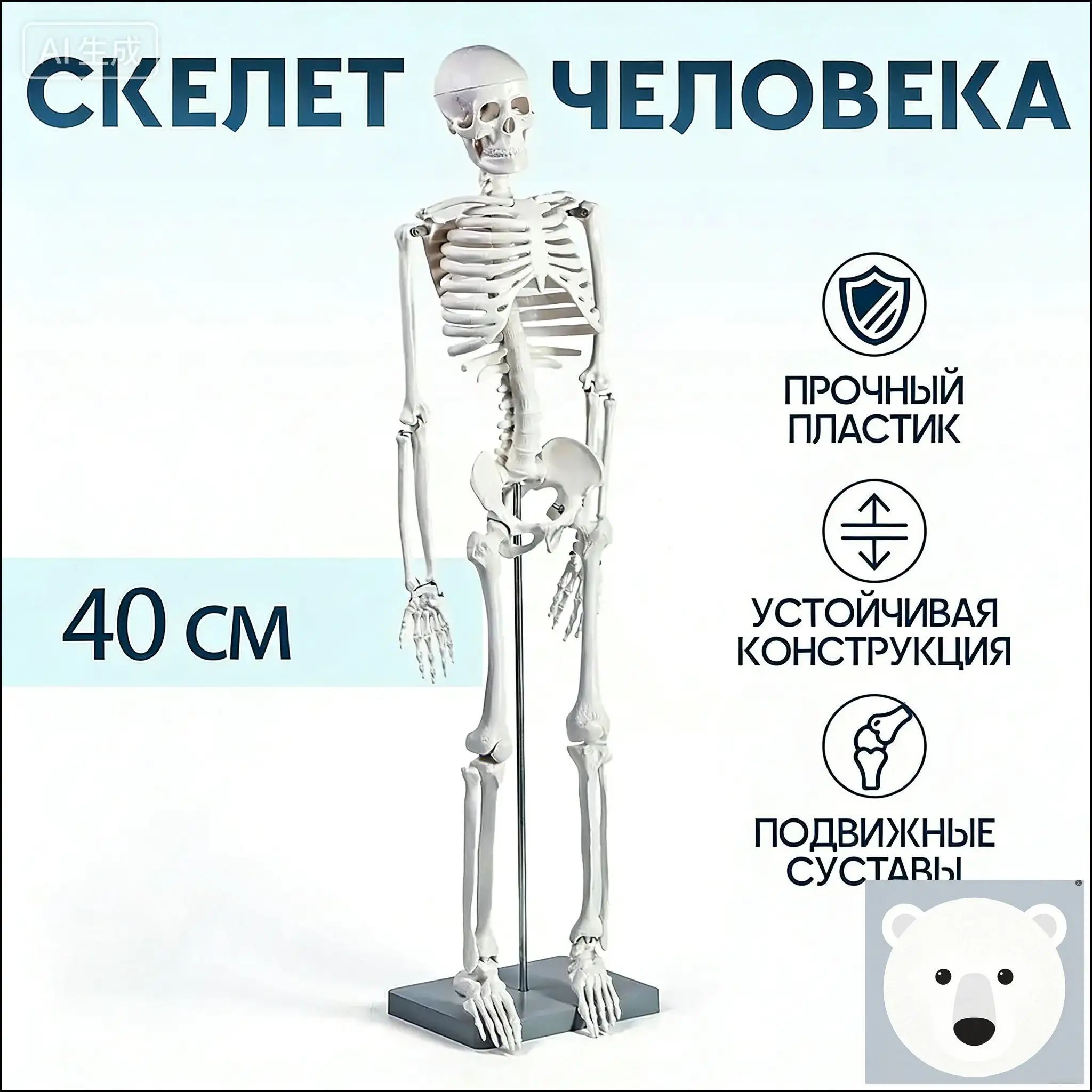 Модель скелета человека мини, 40 см