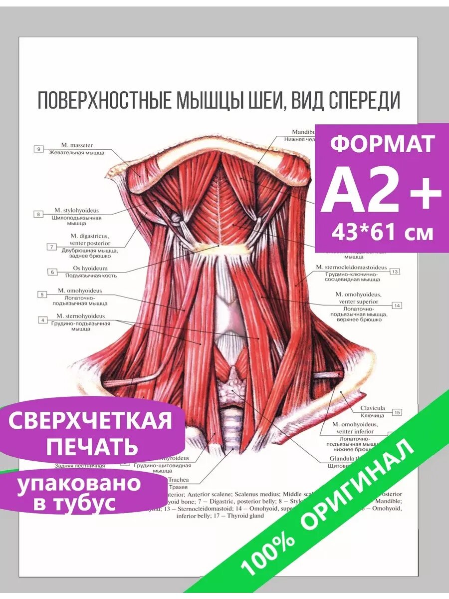 Постеры А2+ по анатомии Поверхностные мышцы шеи