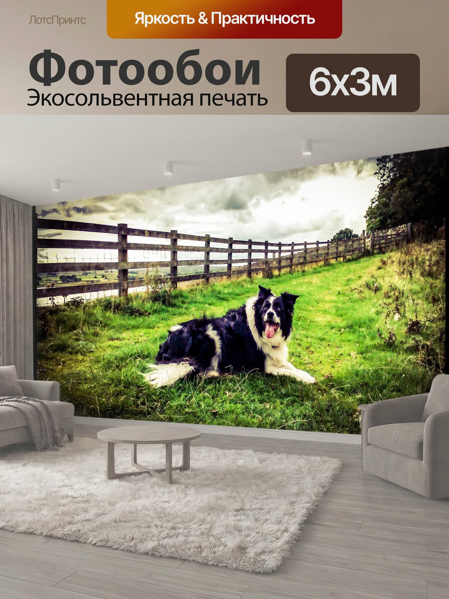 Фотообои "Бордер-колли Бордер-колли колли собака красивая за пределами" 600x300 см. экосольвентная печать