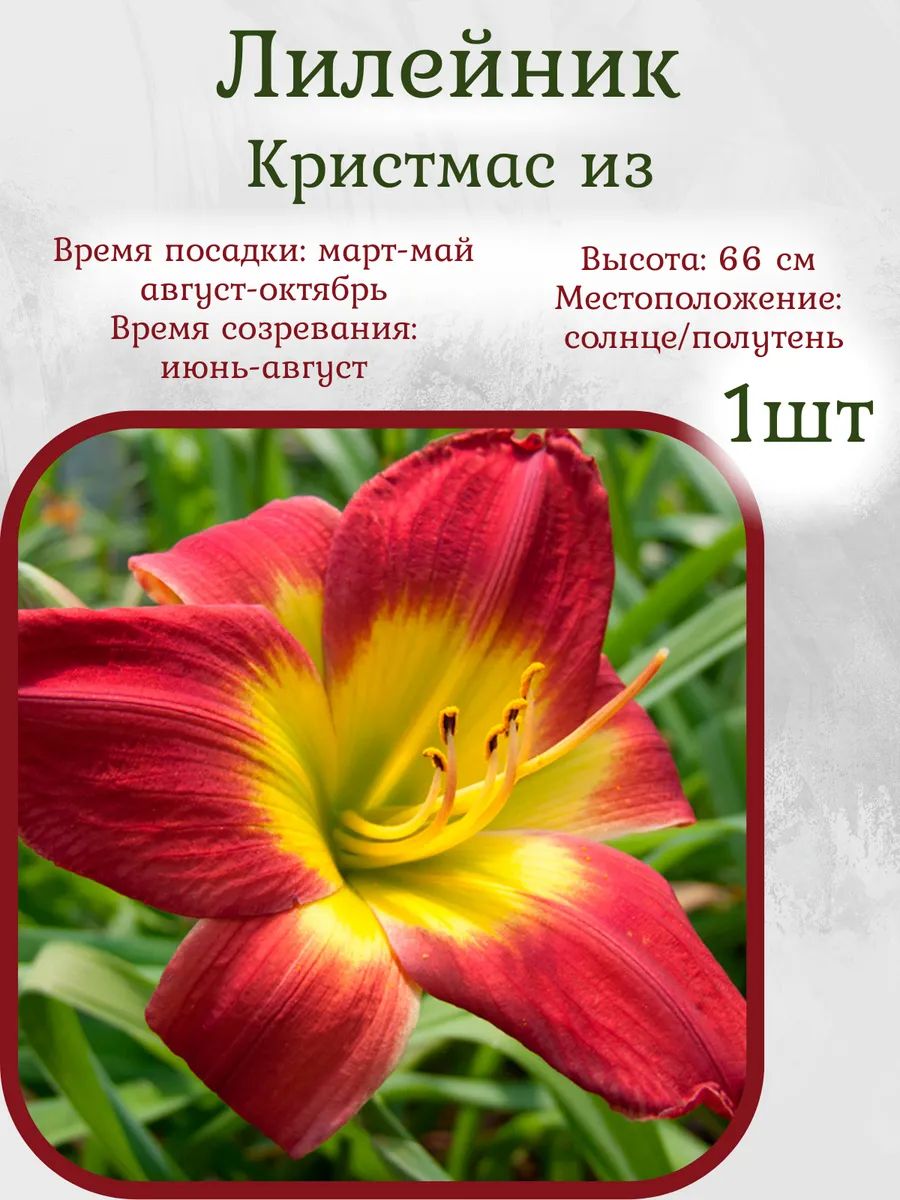 Саженцы лилейника многолетние цветы 1 штука