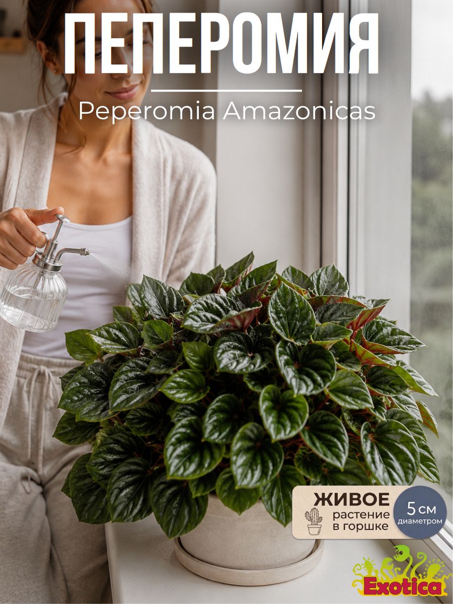 Пеперомия Амазоникас (Peperomia Amazonicas) D5см, растение в горшке
