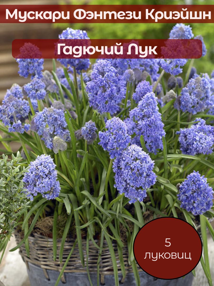 Мускари Фэнтези Криэйшн (Гадючий Лук) луковицы 5 шт