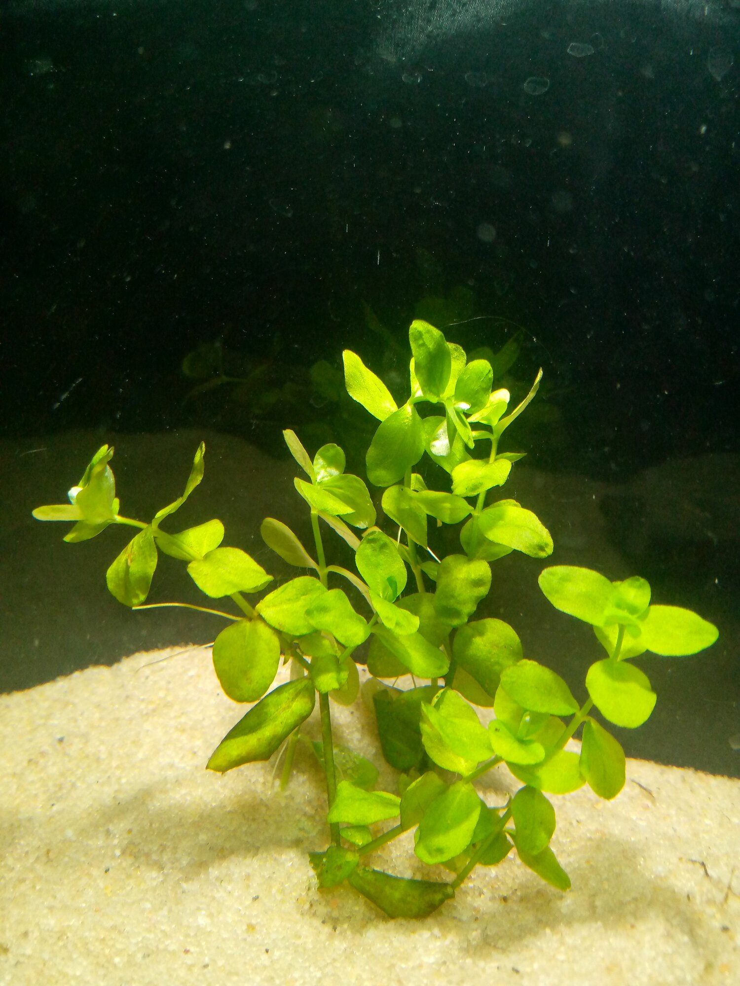 Вербейник монетчатый (пучек) (Lysimachia nummularia) Аквариумное растение
