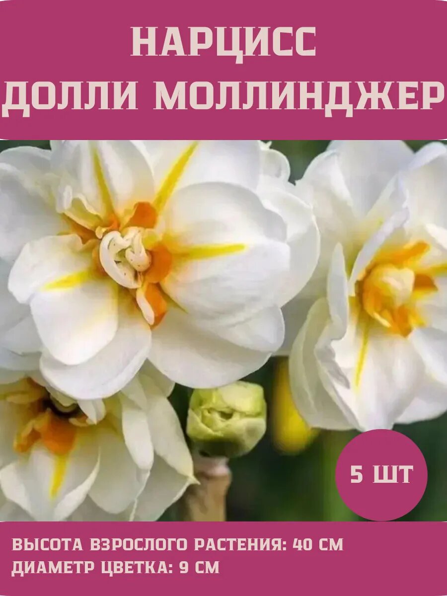 Луковицы нарцисса многолетнего