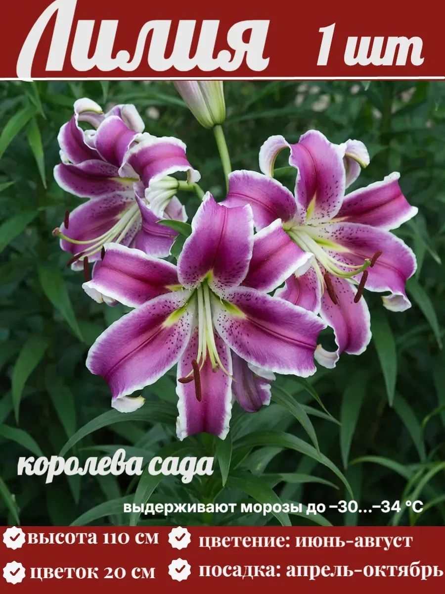 Луковицы Лилия Ибица 1 шт